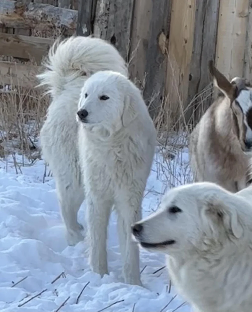 What is a Colorado Mountain Dog/Caspian Mountain Dog? — Colorado ...