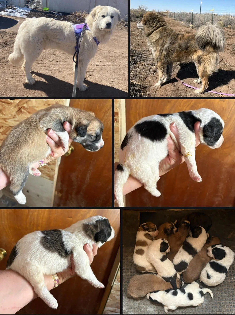 Available Pups — Colorado Mountain Dogs