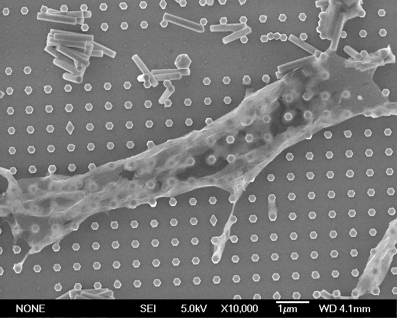 Fun Microscopy Images — Bioinspired⏐Biodesigned Functional Materials
