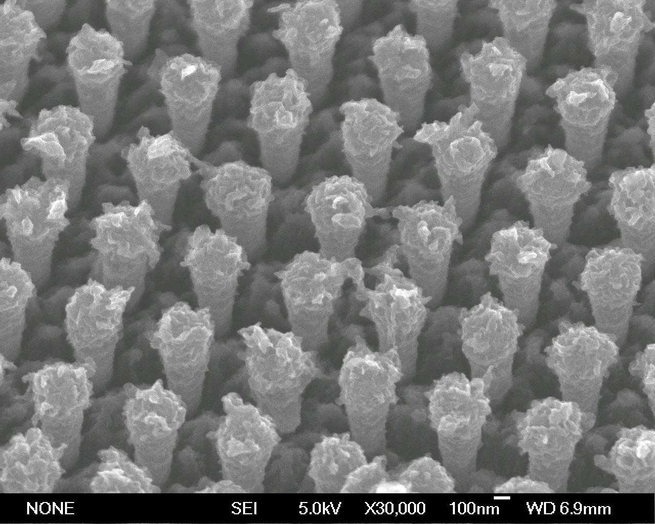 Fun Microscopy Images — Bioinspired⏐Biodesigned Functional Materials