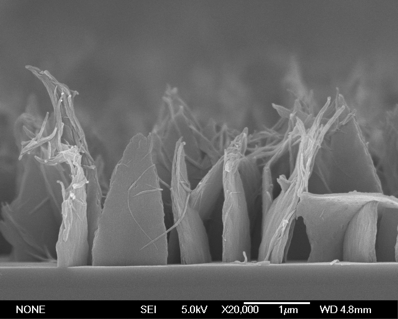 Fun Microscopy Images — Bioinspired⏐Biodesigned Functional Materials