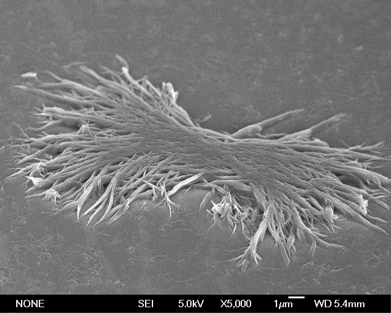 Fun Microscopy Images — Bioinspired⏐Biodesigned Functional Materials