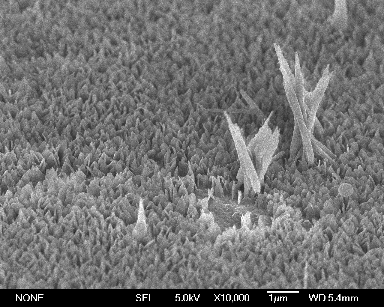 Fun Microscopy Images — Bioinspired⏐Biodesigned Functional Materials