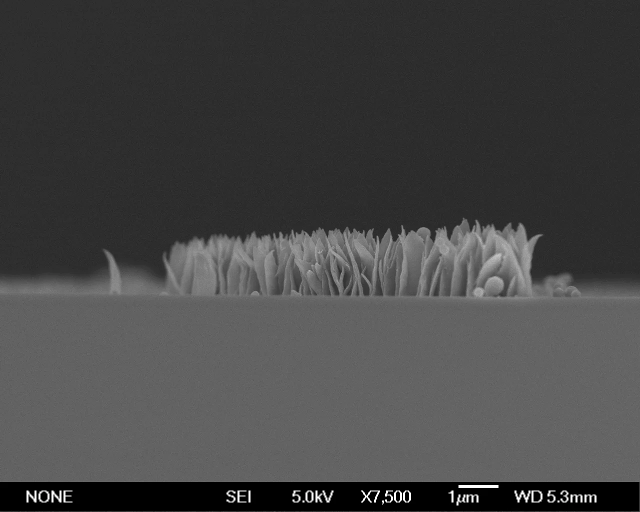 Fun Microscopy Images — Bioinspired⏐Biodesigned Functional Materials