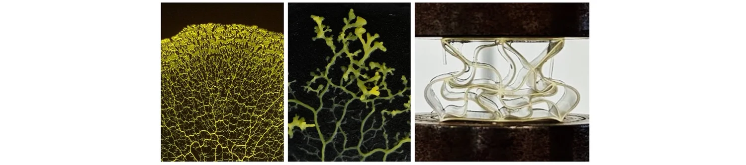 Research Overview — Bioinspired⏐Biodesigned Functional Materials