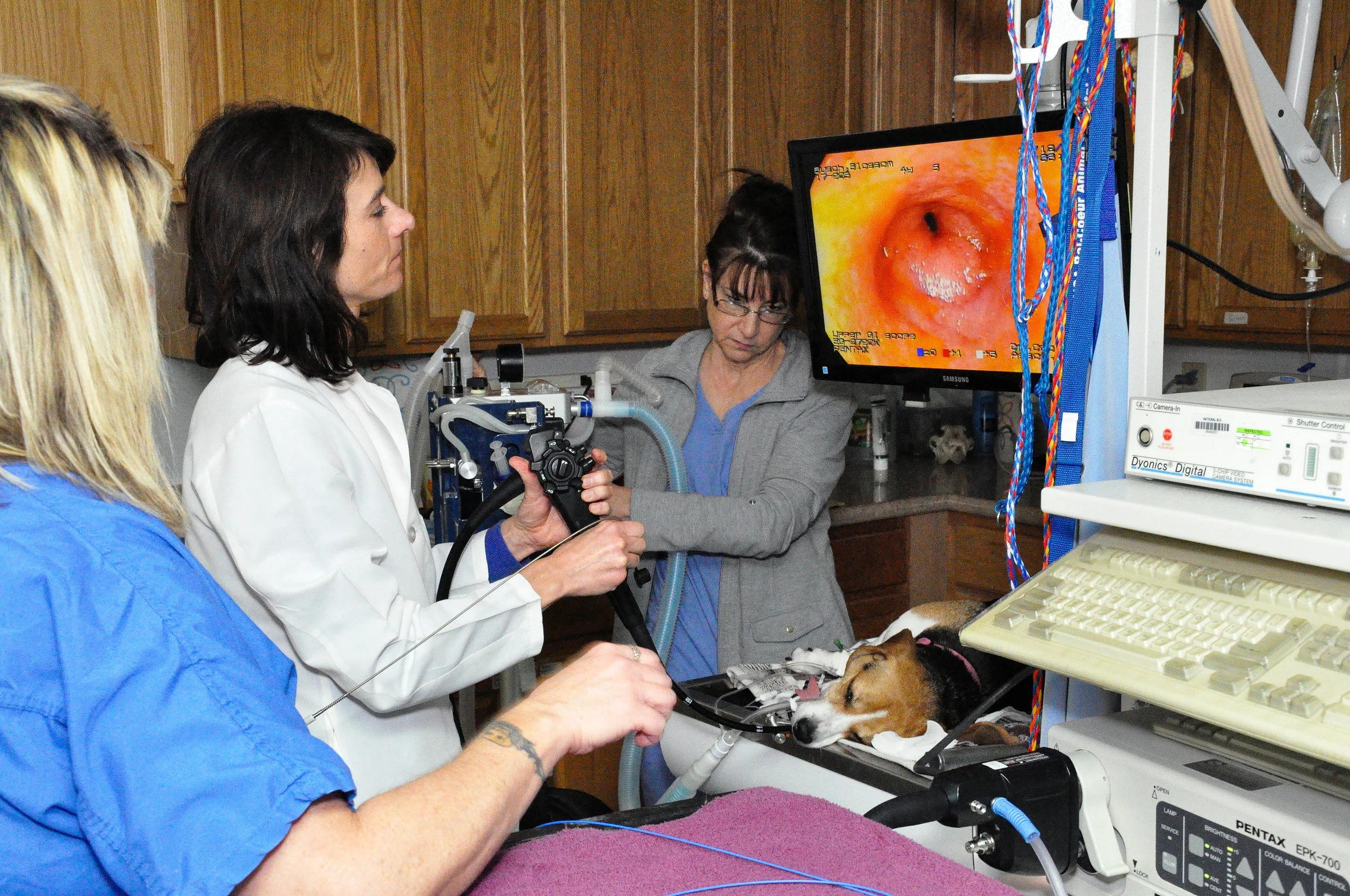 Endoscopy — Associated Veterinary Specialists