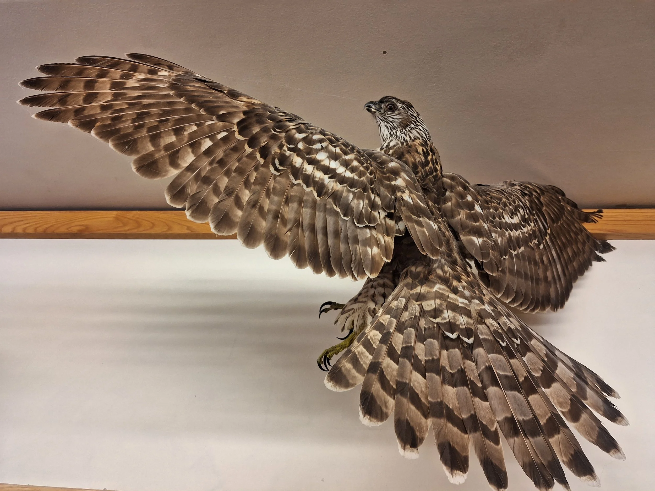 June 21, 2025 : Charcoal Drawing with Michael Novak — Au Sable Institute