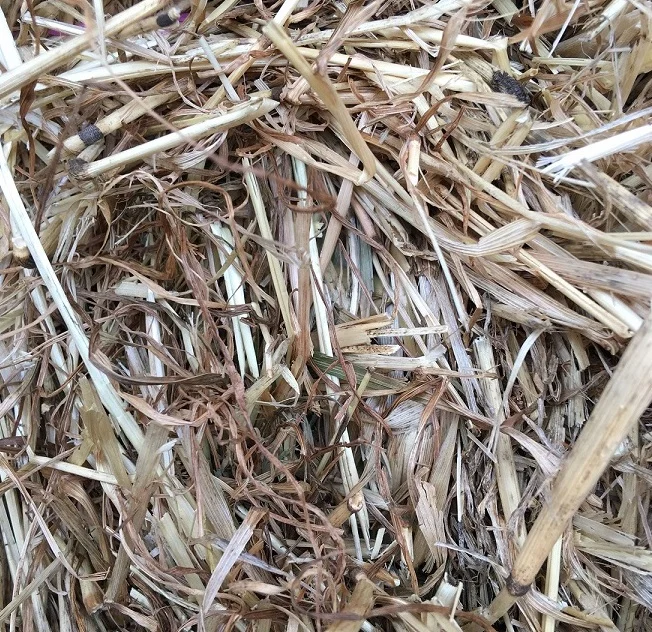 Rye Grass Hay — Haymate Fodder