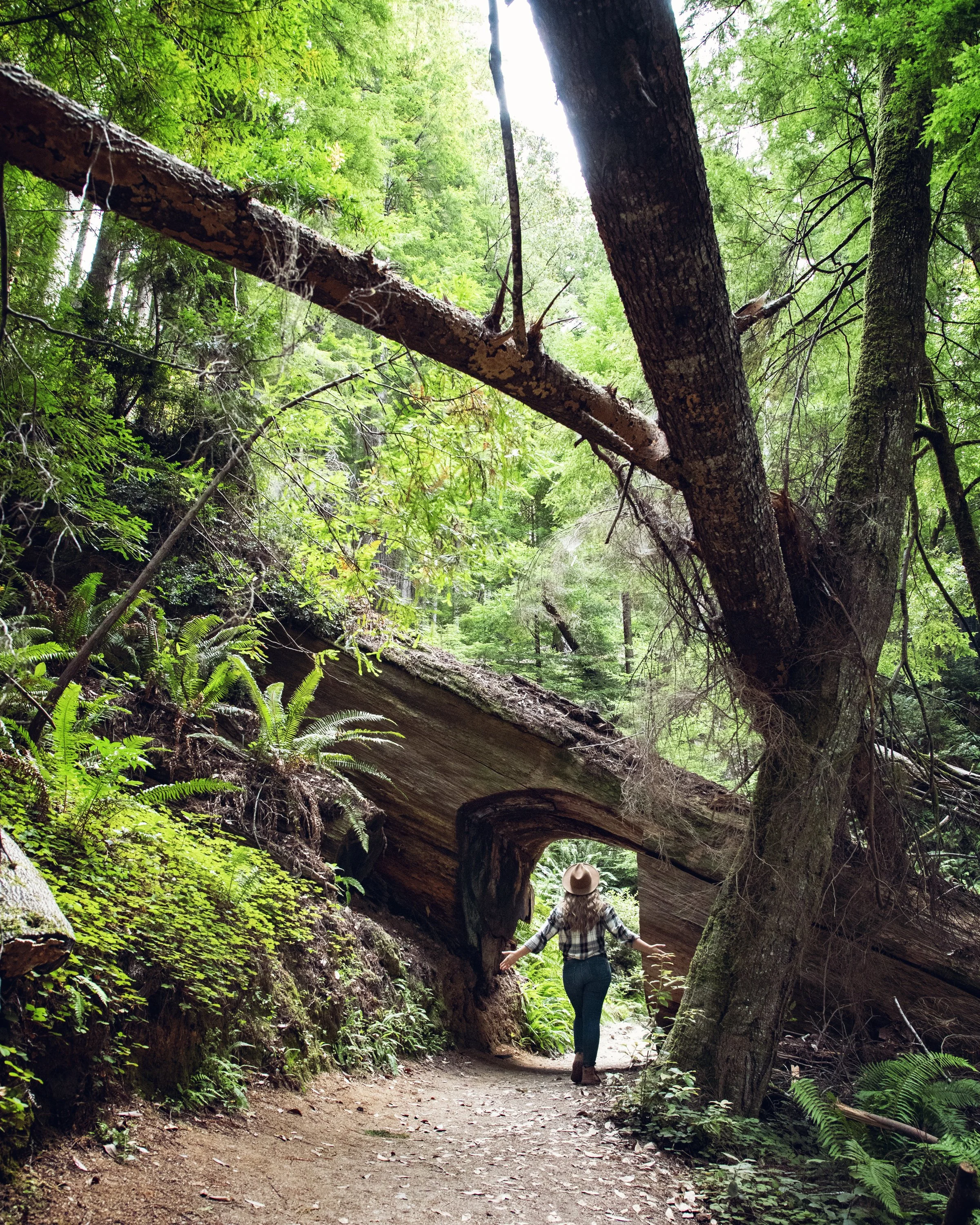 Tall Trees Grove Trail (Redwood National Park) — Flying Dawn Marie ...