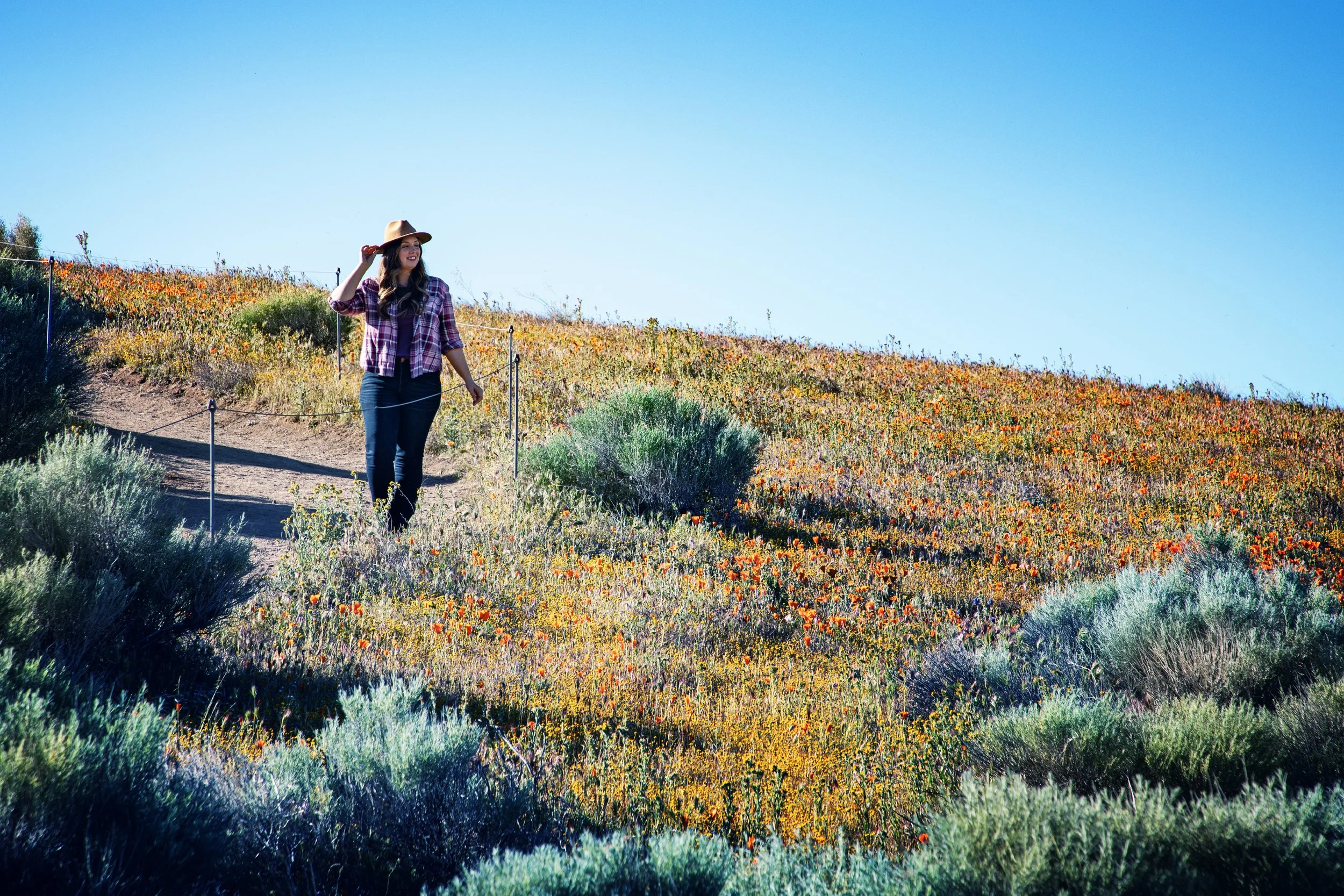 Antelope Valley Poppy Reserve: California Poppies Blooming Right Now ...