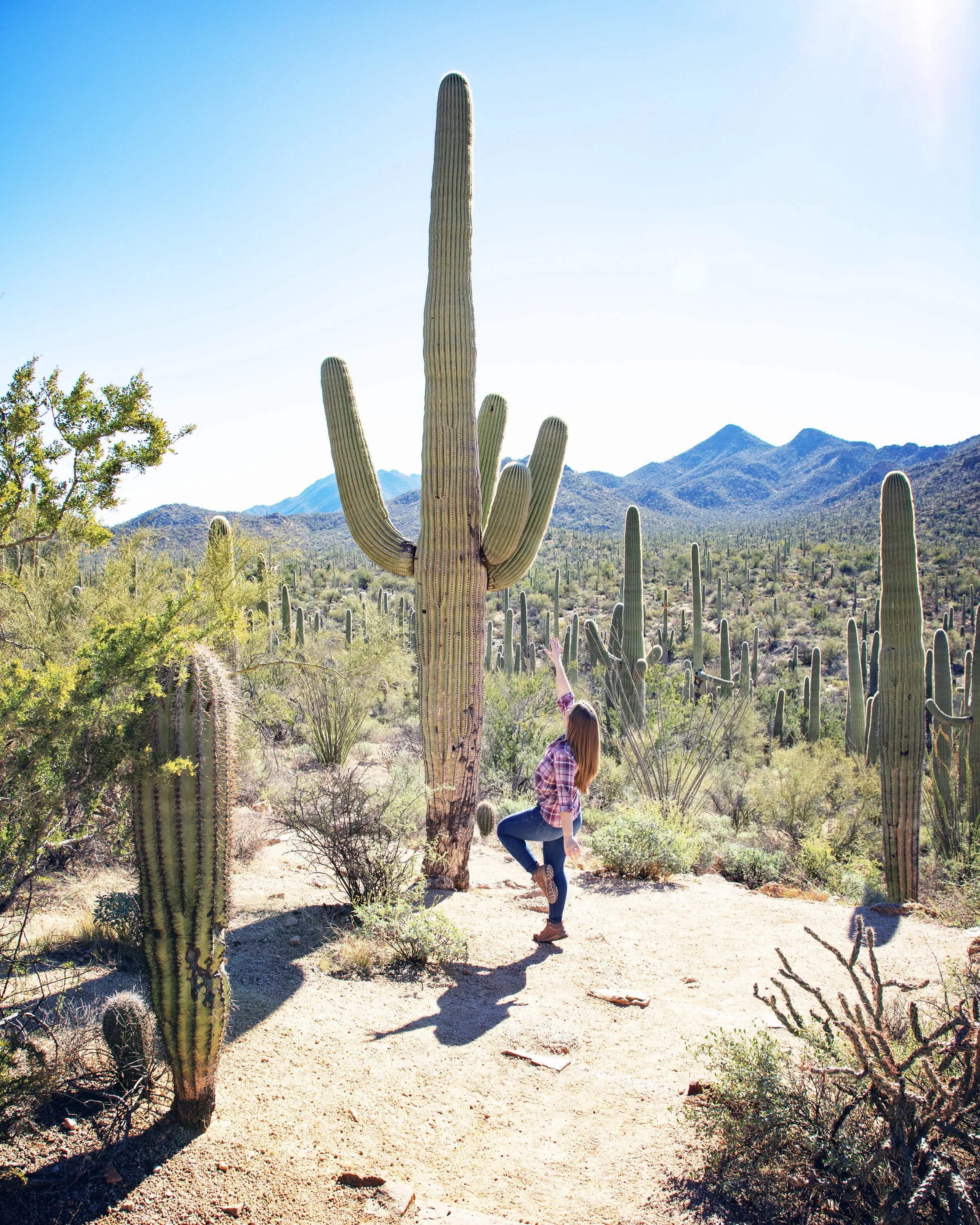 Valley View Overlook Trail (Saguaro National Park West) — Flying Dawn ...