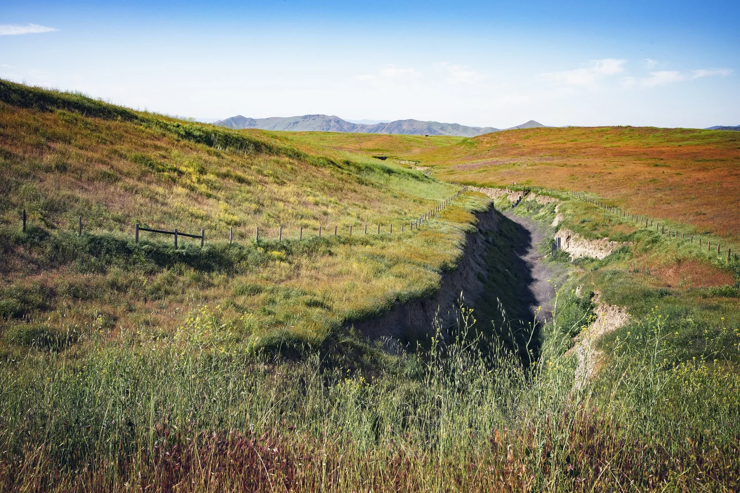 Spring Wildflowers at Carrizo Plain National Monument — Flying Dawn ...