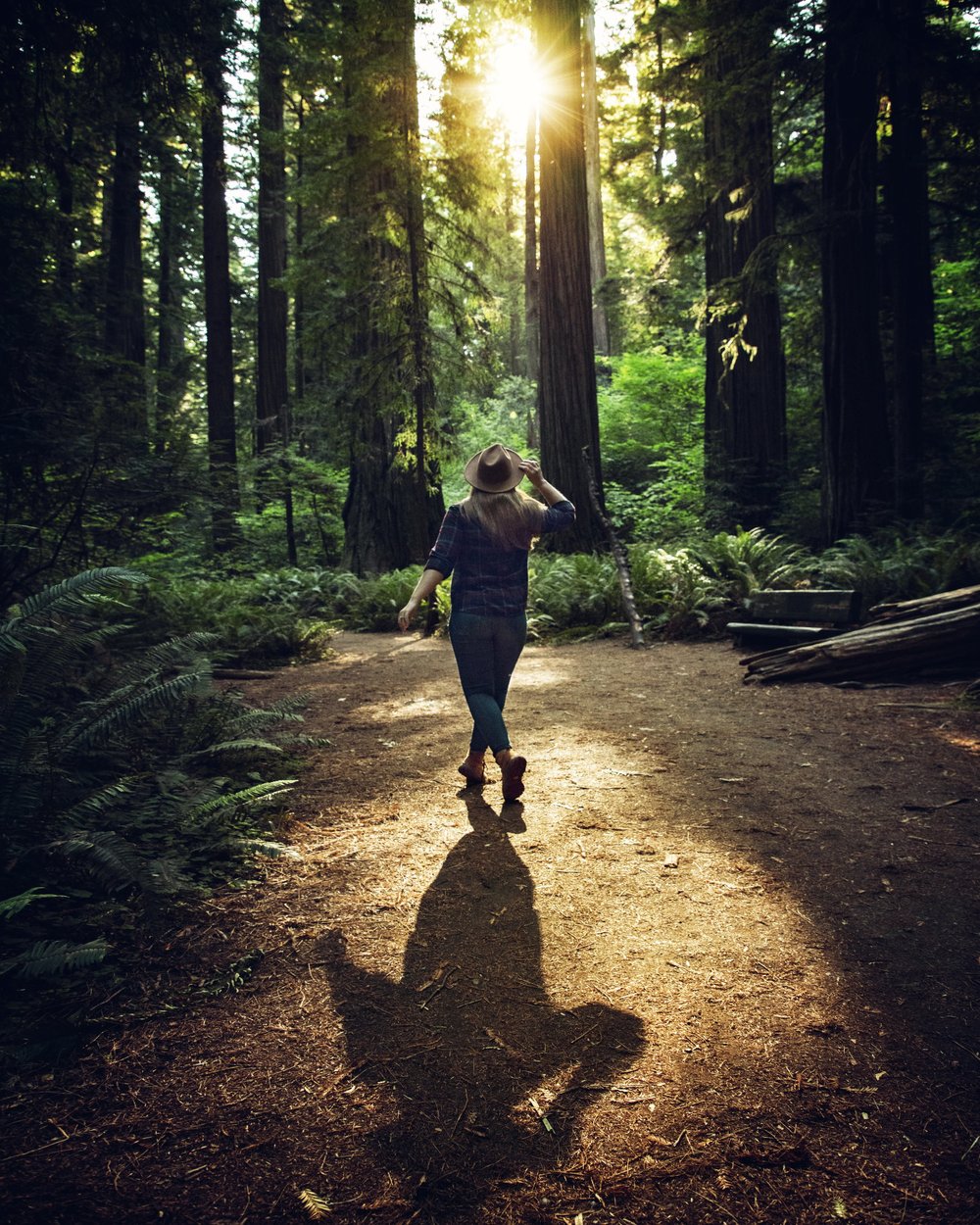 Stout Grove (Jedediah Smith Redwoods State Park) — Flying Dawn Marie ...