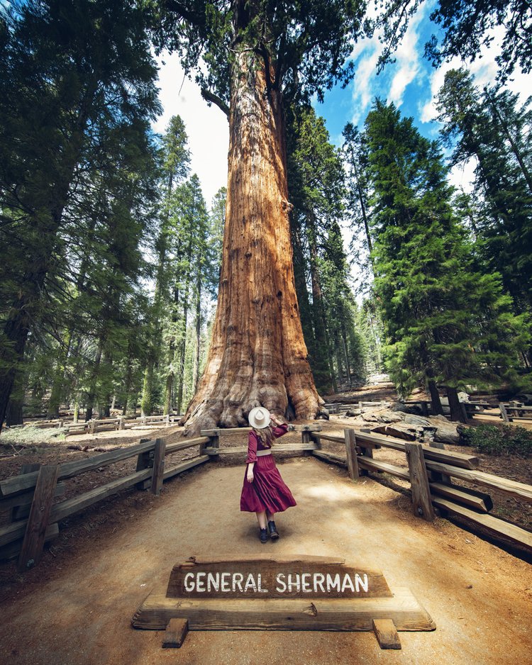 Visit the General Sherman Tree in Sequoia National Park — Flying Dawn ...