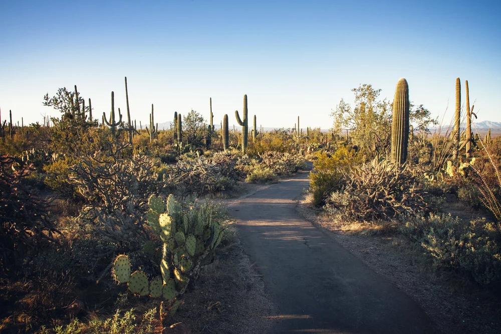 Desert Discovery Nature Trail (Saguaro National Park West) — Flying ...