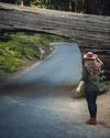 Tunnel Log Drive Through Tree in Sequoia National Park — Flying Dawn ...