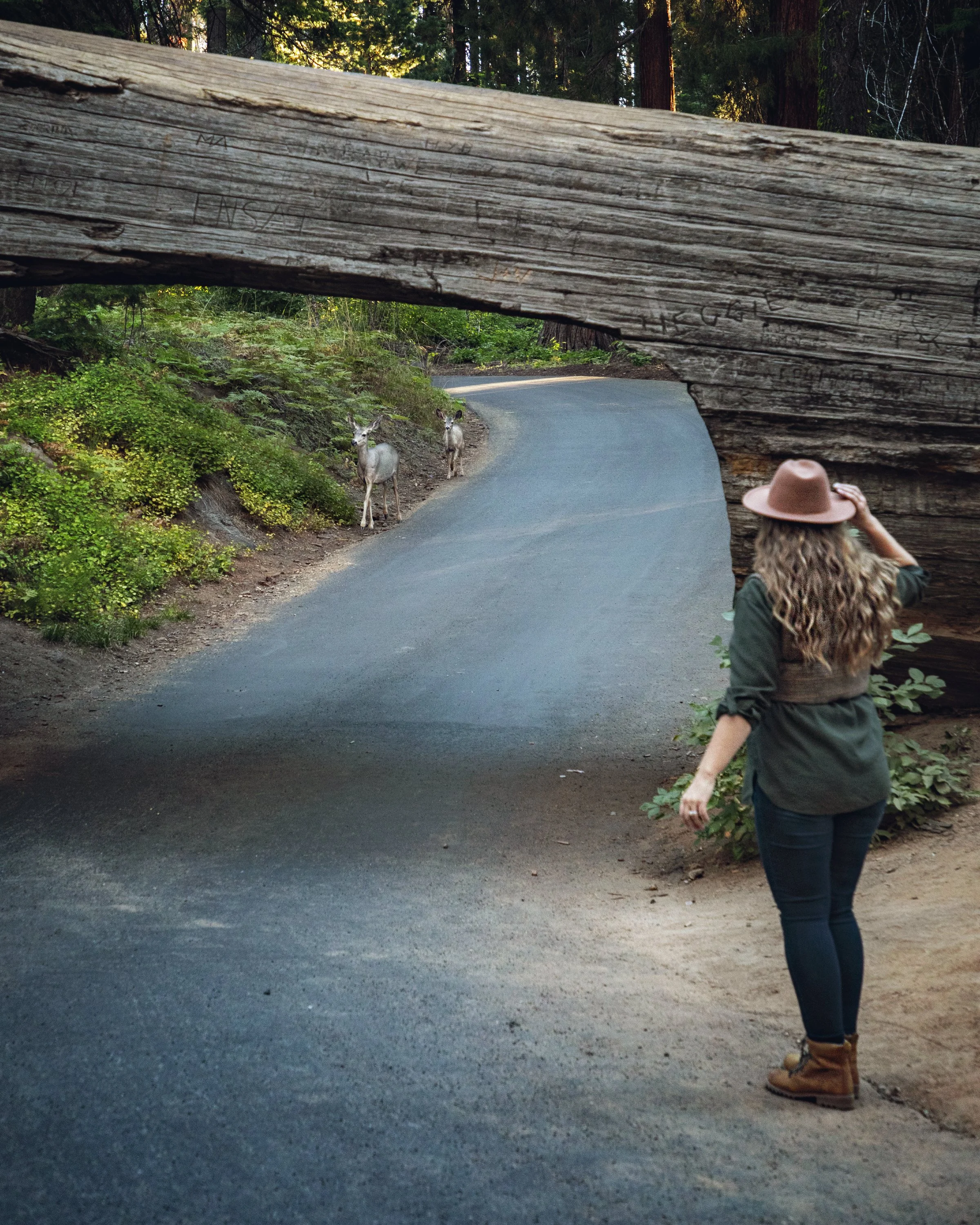 Tunnel Log Drive Through Tree in Sequoia National Park — Flying Dawn ...