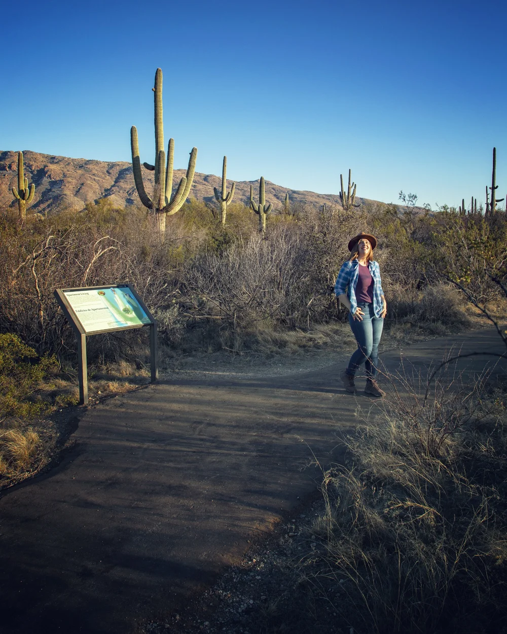 Desert Ecology Trail in Saguaro National Park — Flying Dawn Marie ...