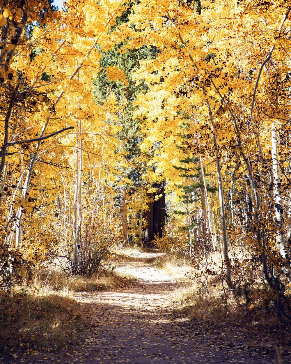North Lake Fall Camping Adventure in the High Sierra — Flying Dawn ...