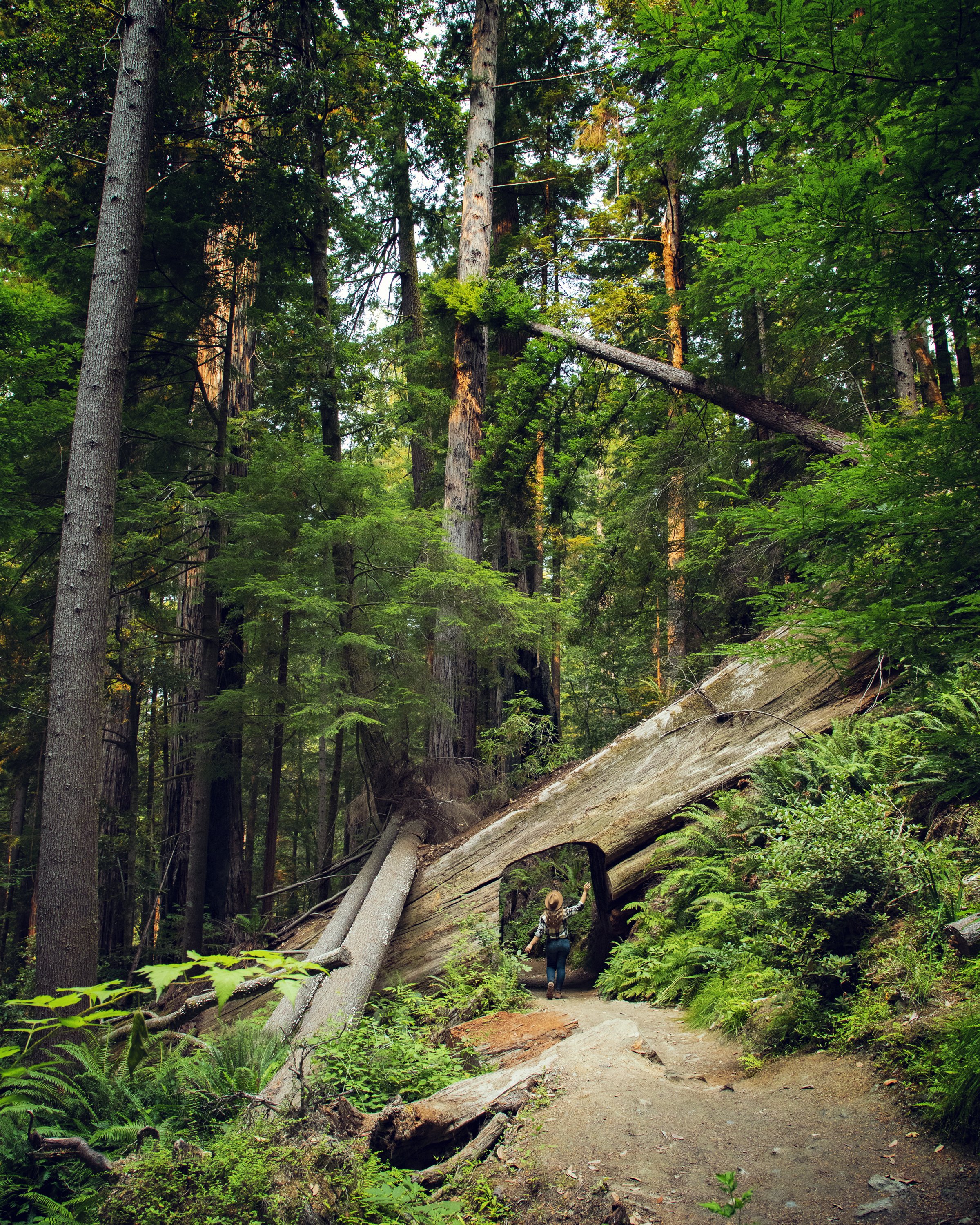 Tall Trees Grove Trail (Redwood National Park) — Flying Dawn Marie ...