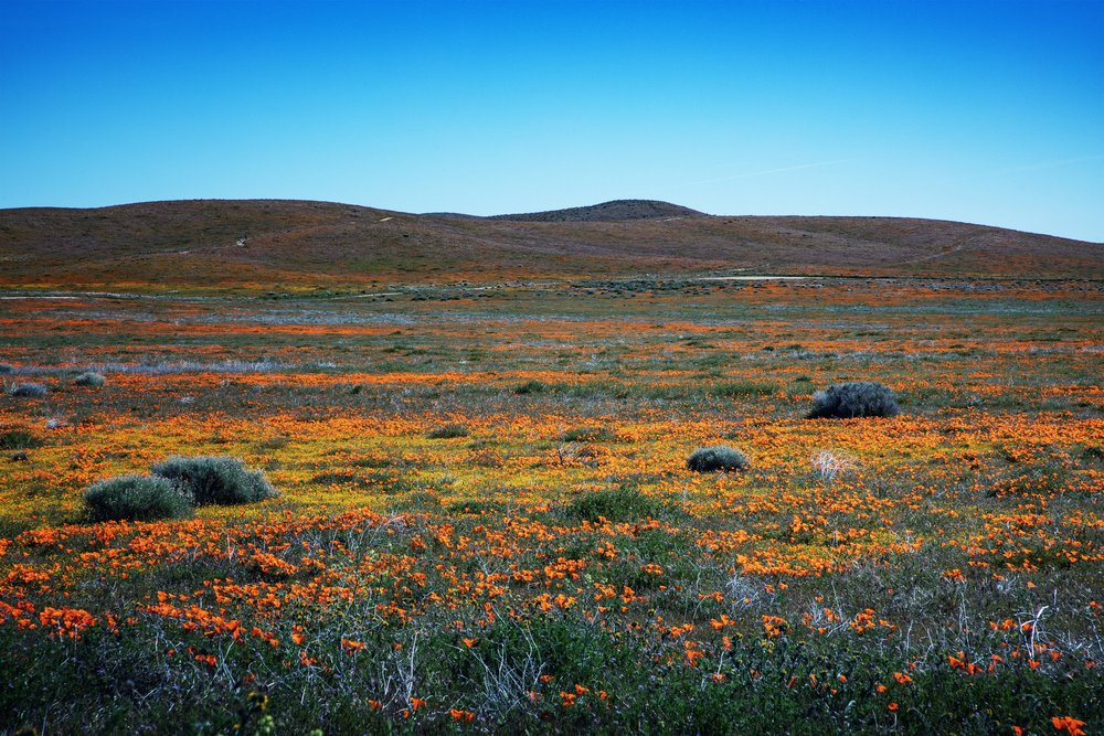 Antelope Valley Poppy Reserve: California Poppies Blooming Right Now ...
