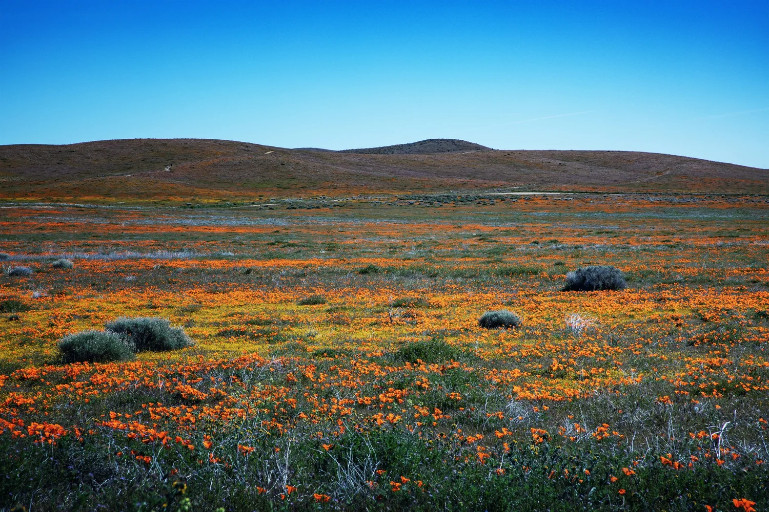 Antelope Valley Poppy Reserve: California Poppies Blooming Right Now ...