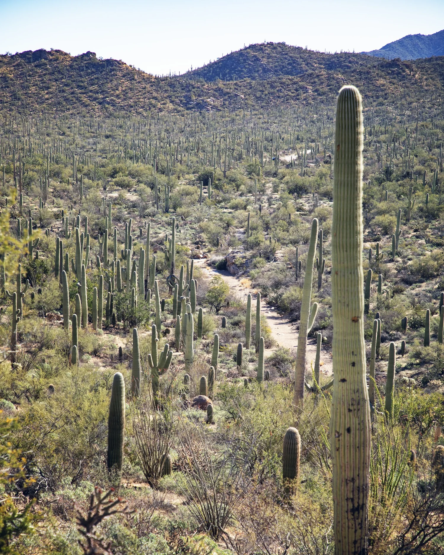 Valley View Overlook Trail (Saguaro National Park West) — Flying Dawn ...