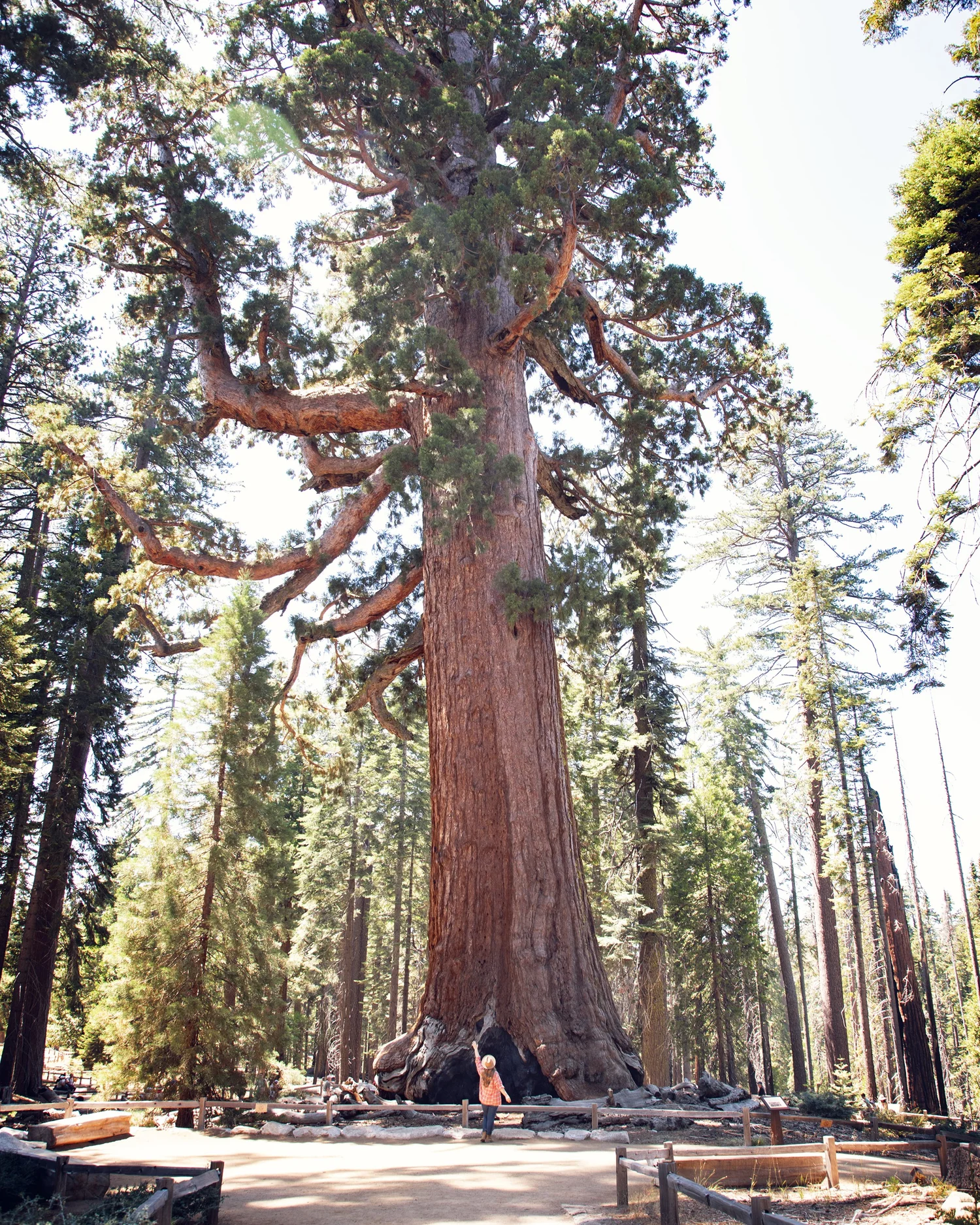 Mariposa Grove of Giant Sequoias Visitors Guide (YOSEMITE) — Flying ...