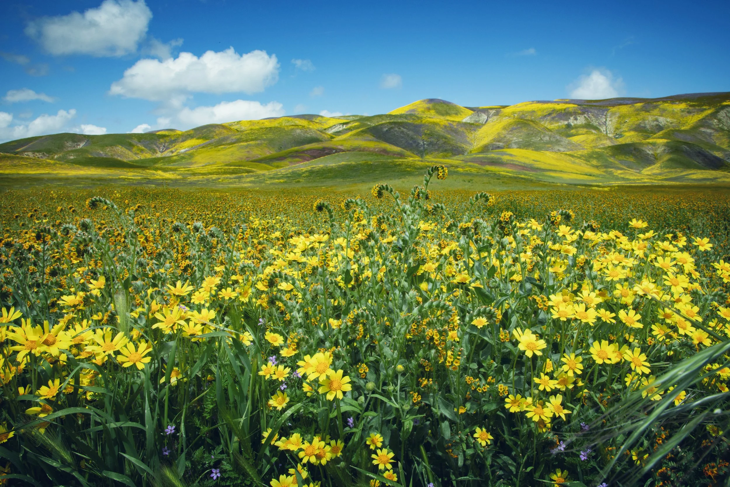 Spring Wildflowers at Carrizo Plain National Monument — Flying Dawn ...