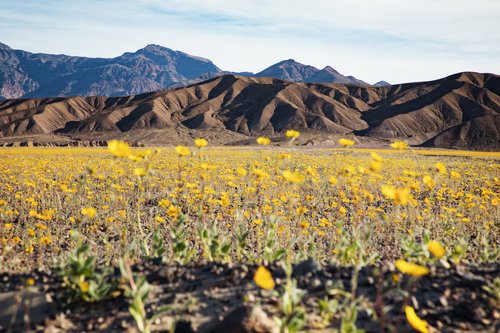 Death Valley SUPERBLOOM 2026: Where to See Wildflowers Right Now ...