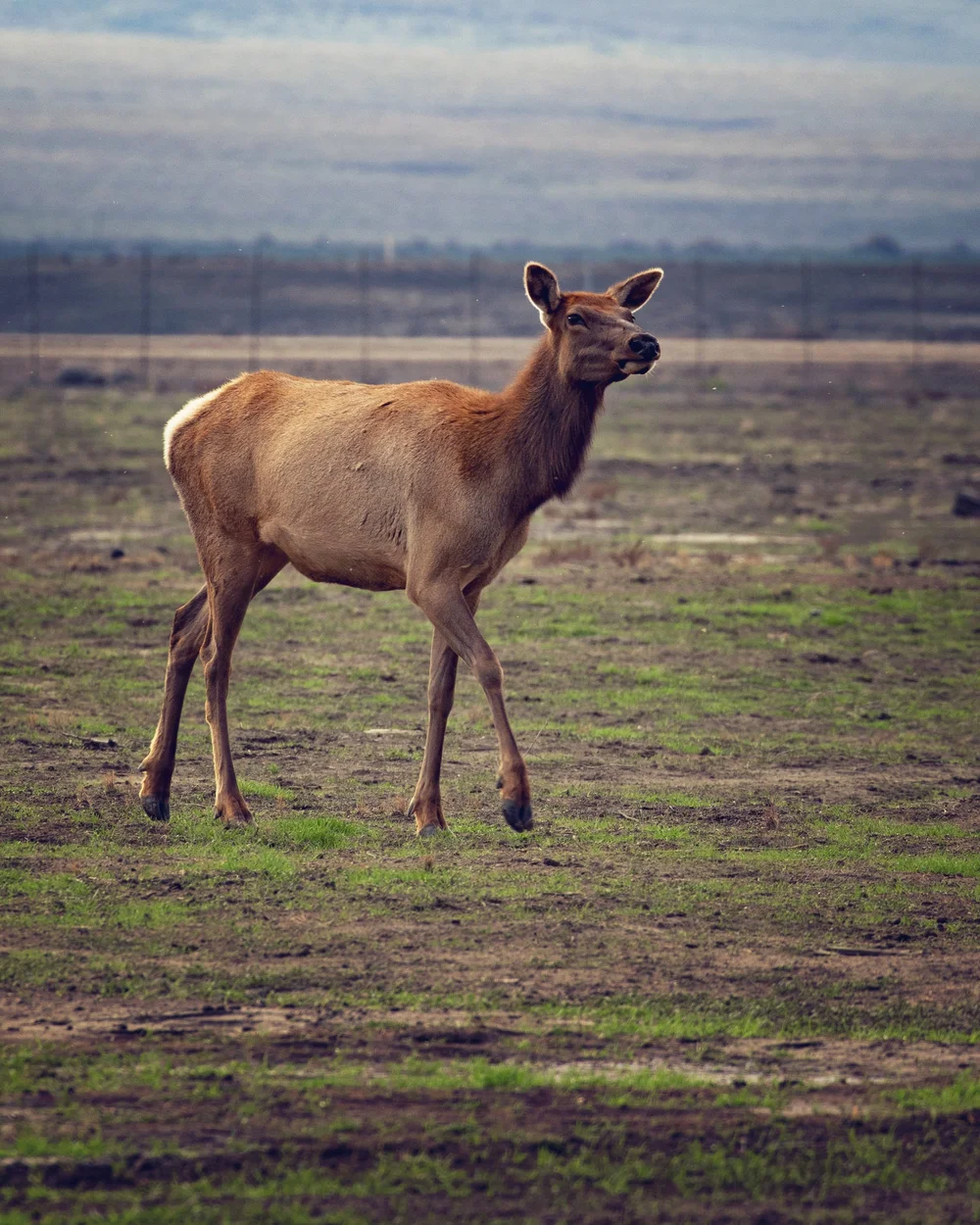 Tule Elk State Natural Reserve Visitors Guide — Flying Dawn Marie ...