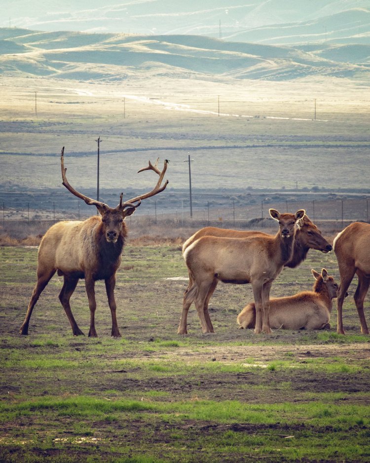 Tule Elk State Natural Reserve Visitors Guide — Flying Dawn Marie ...