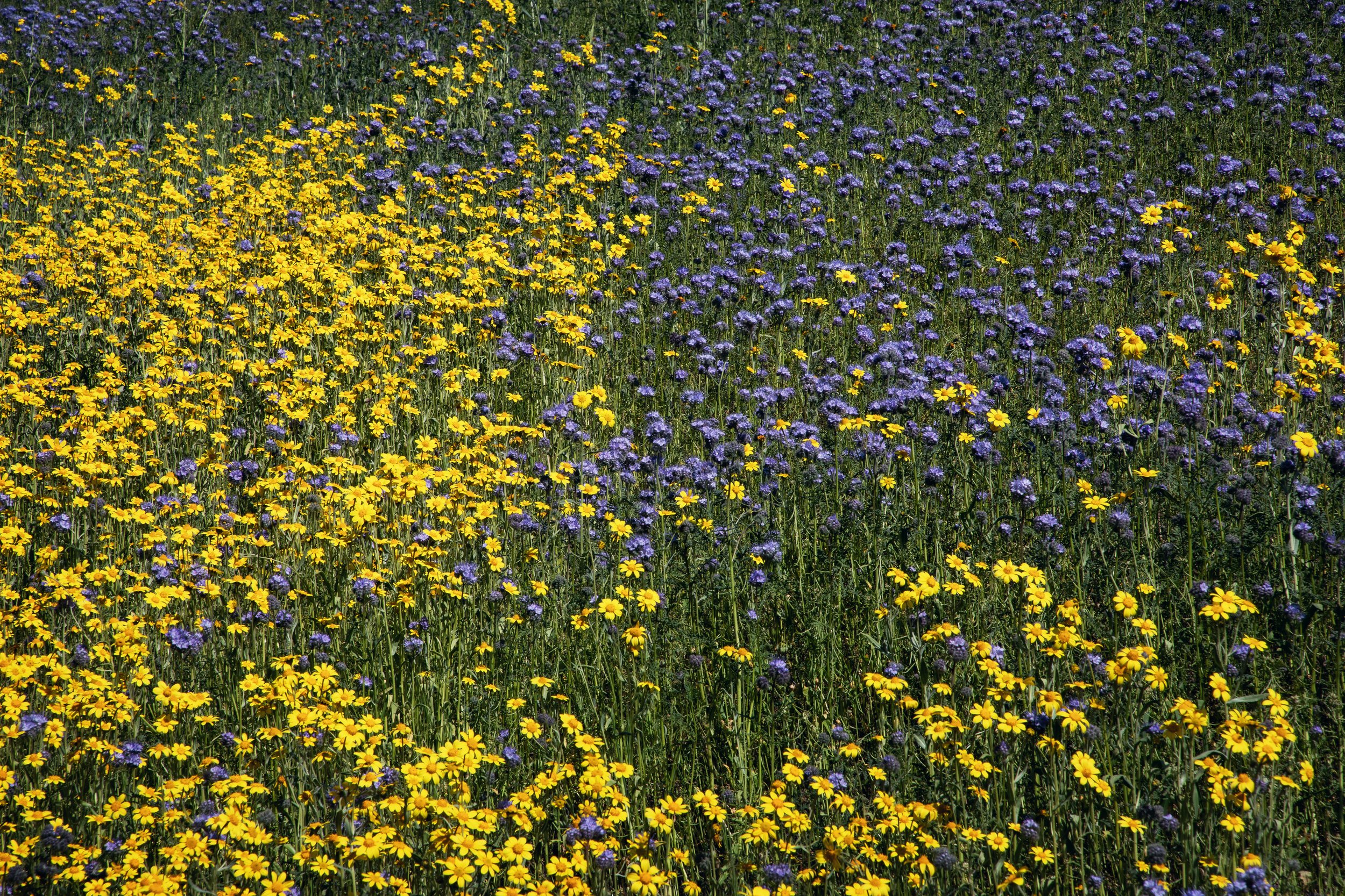 California Wildflower Are Blooming Early! (CURRENT CONDITIONS - Early ...