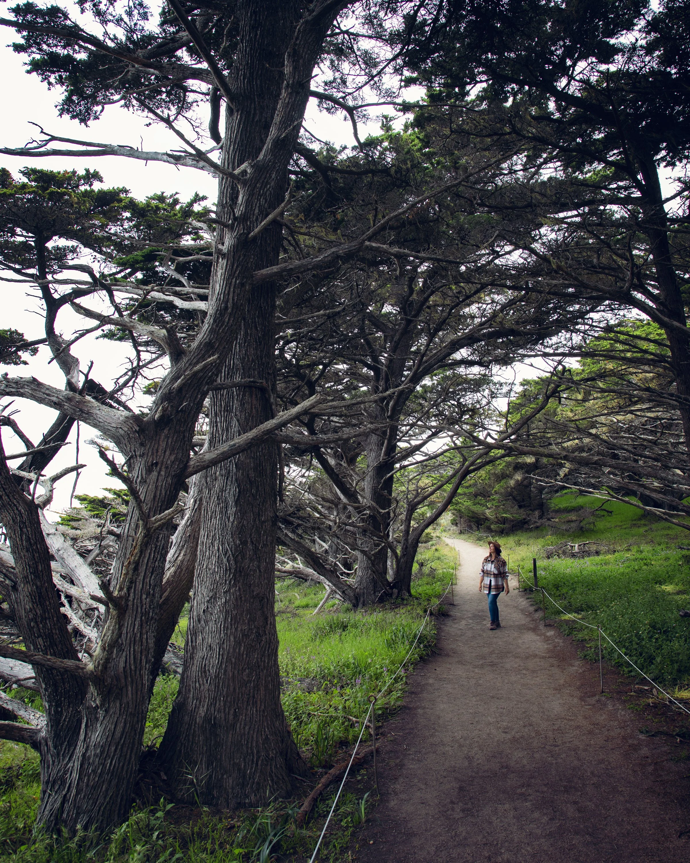 First Timers Guide to Point Lobos State Natural Reserve — Flying Dawn ...
