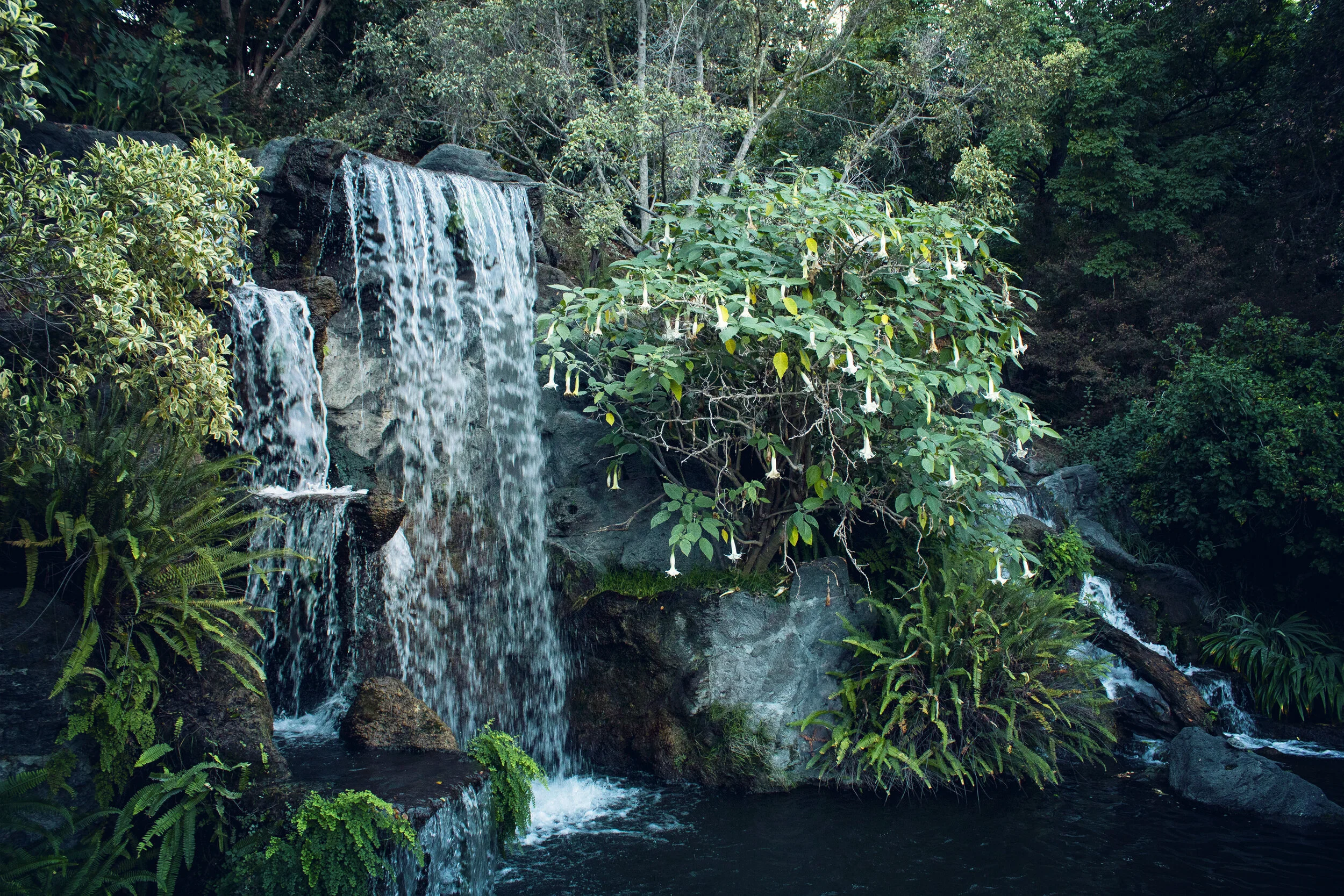 LA Arboretum & Botanic Garden — Flying Dawn Marie | Travel blog, guides ...