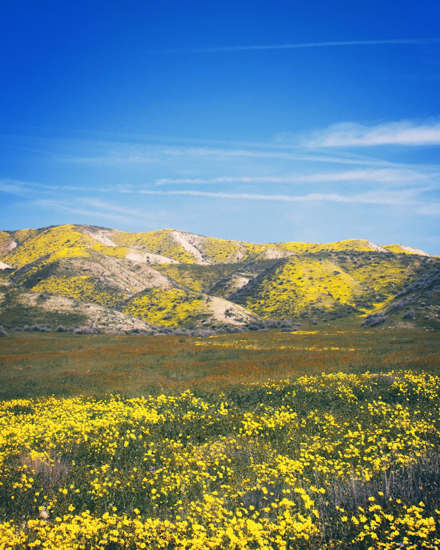 Spring Wildflowers at Carrizo Plain National Monument — Flying Dawn ...