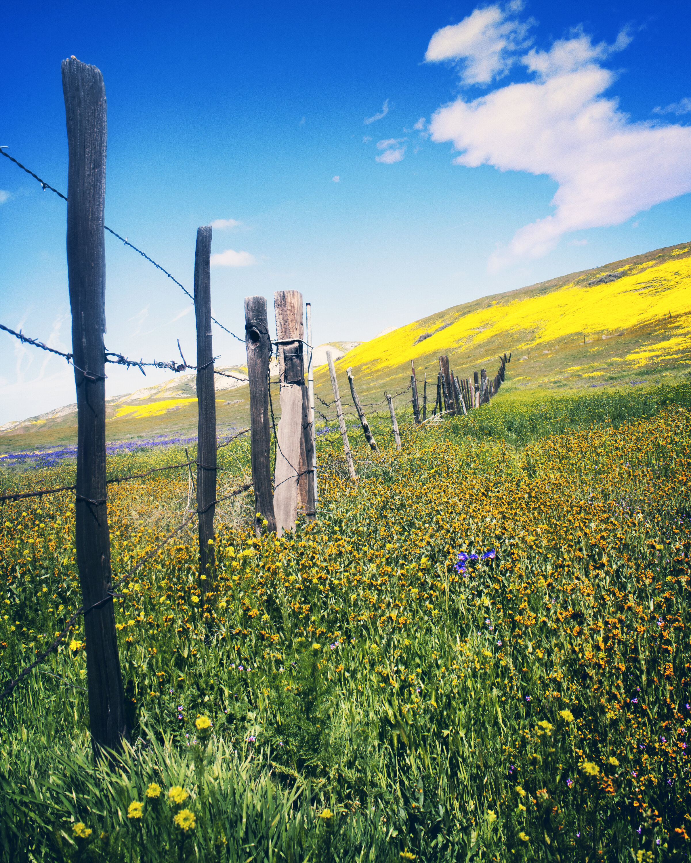Spring Wildflowers at Carrizo Plain National Monument — Flying Dawn ...