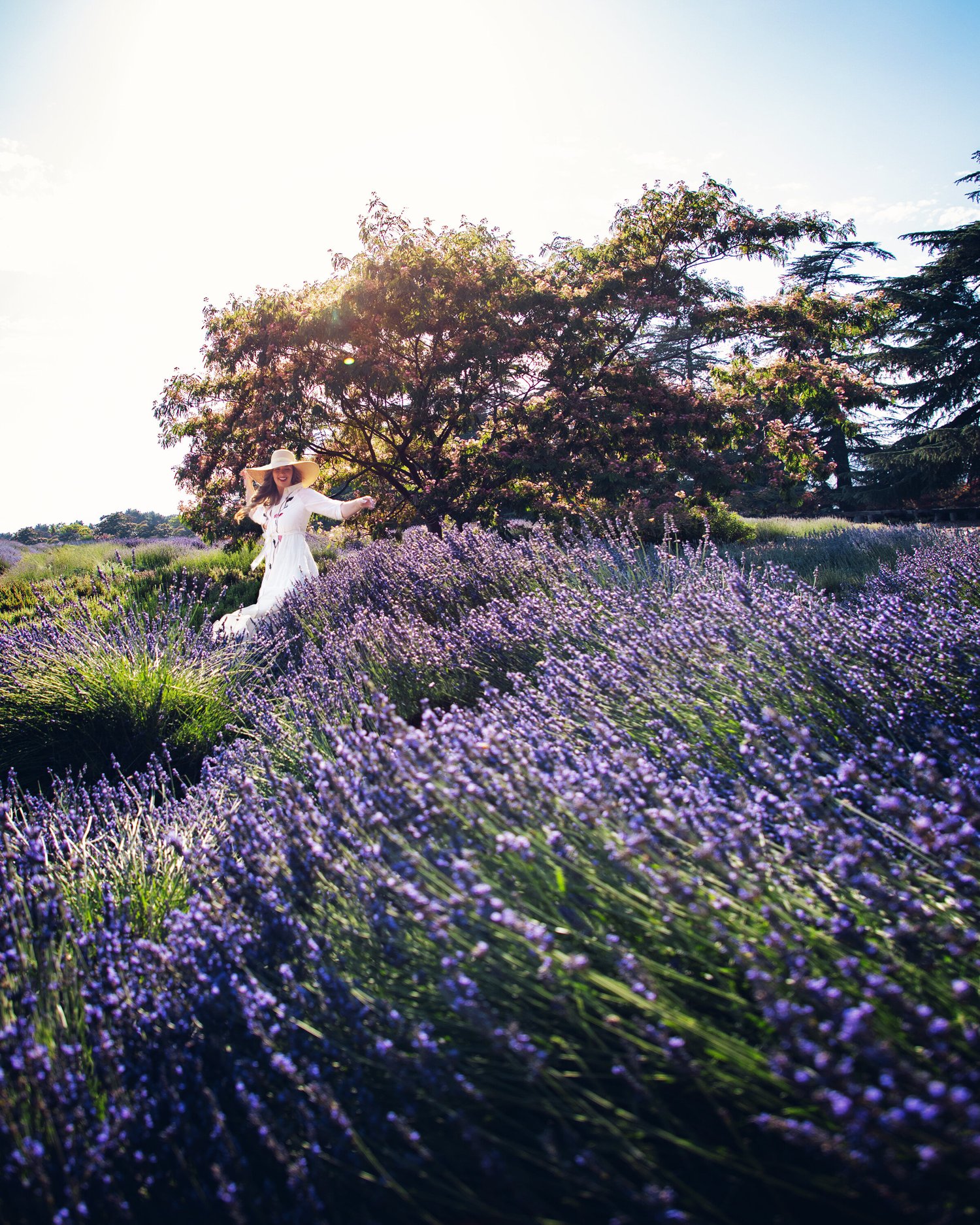 Lavender Fields Near Los Angeles, CA — Flying Dawn Marie | Travel blog ...
