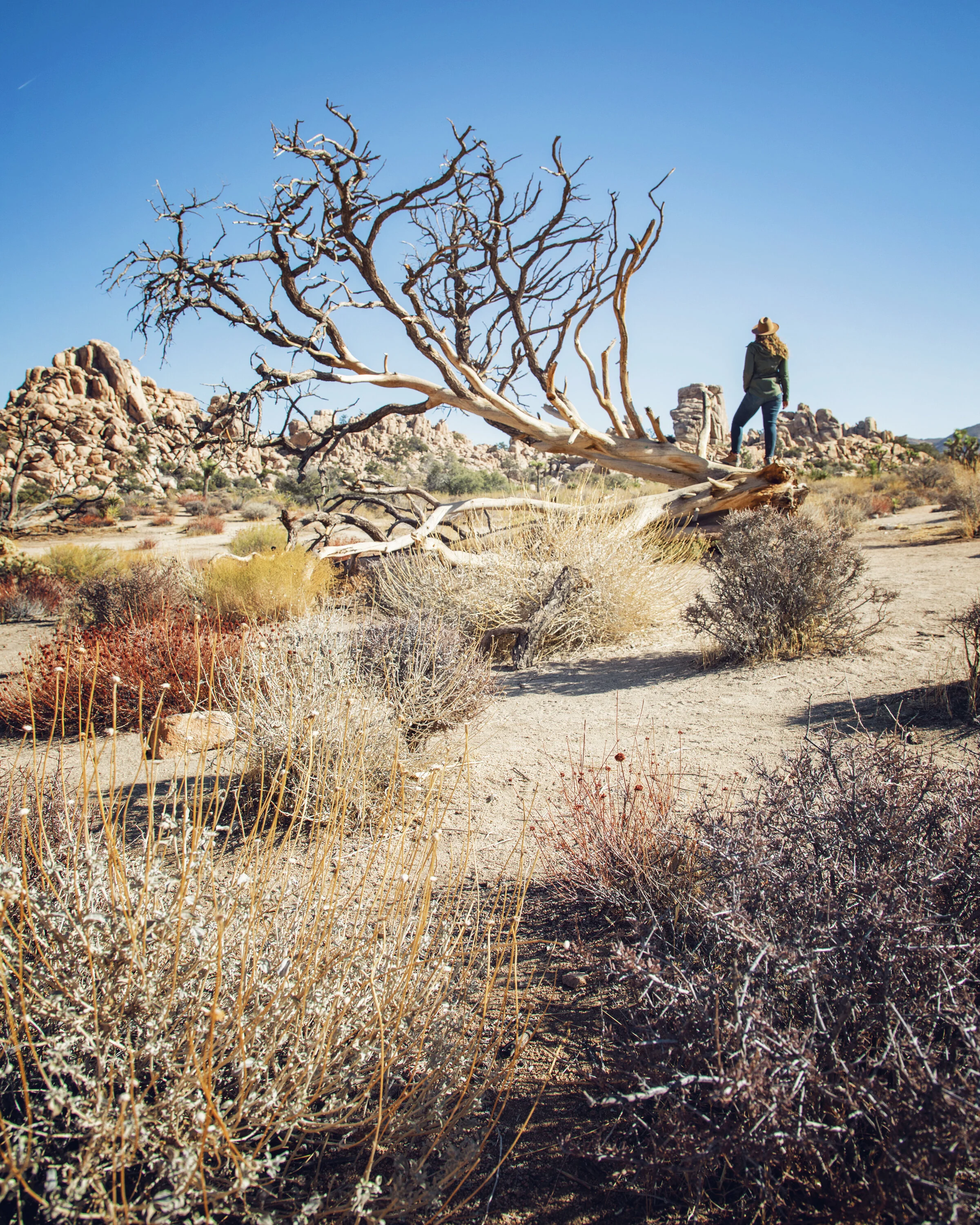 Top 5 Family-Friendly Hikes in Joshua Tree National Park (Easy Trails ...
