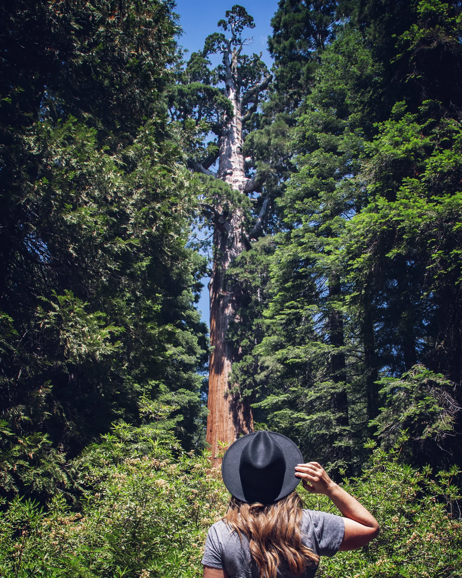 Grant Grove - Kings Canyon National Park — Flying Dawn Marie | Travel ...