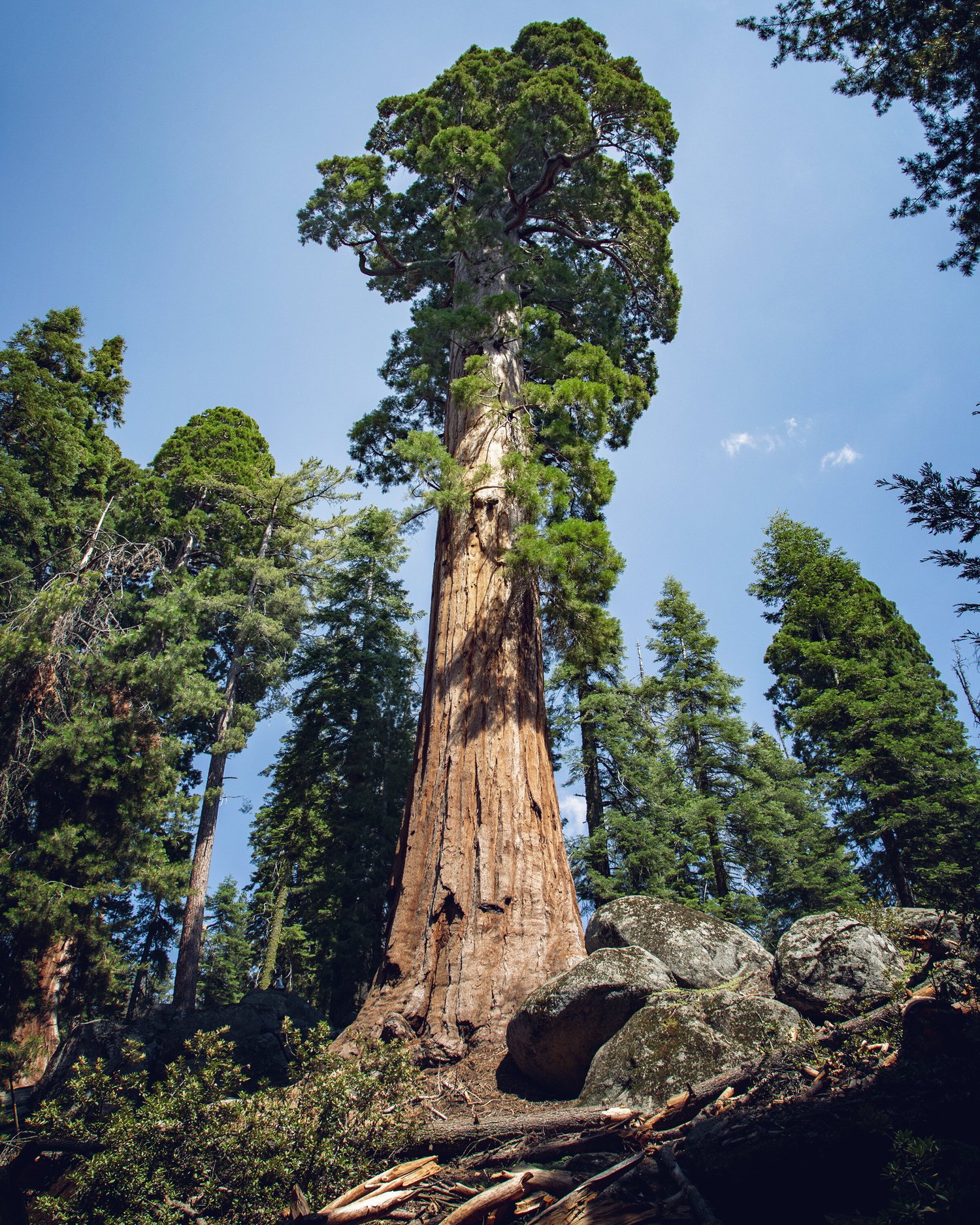 Grant Grove - Kings Canyon National Park — Flying Dawn Marie | Travel ...