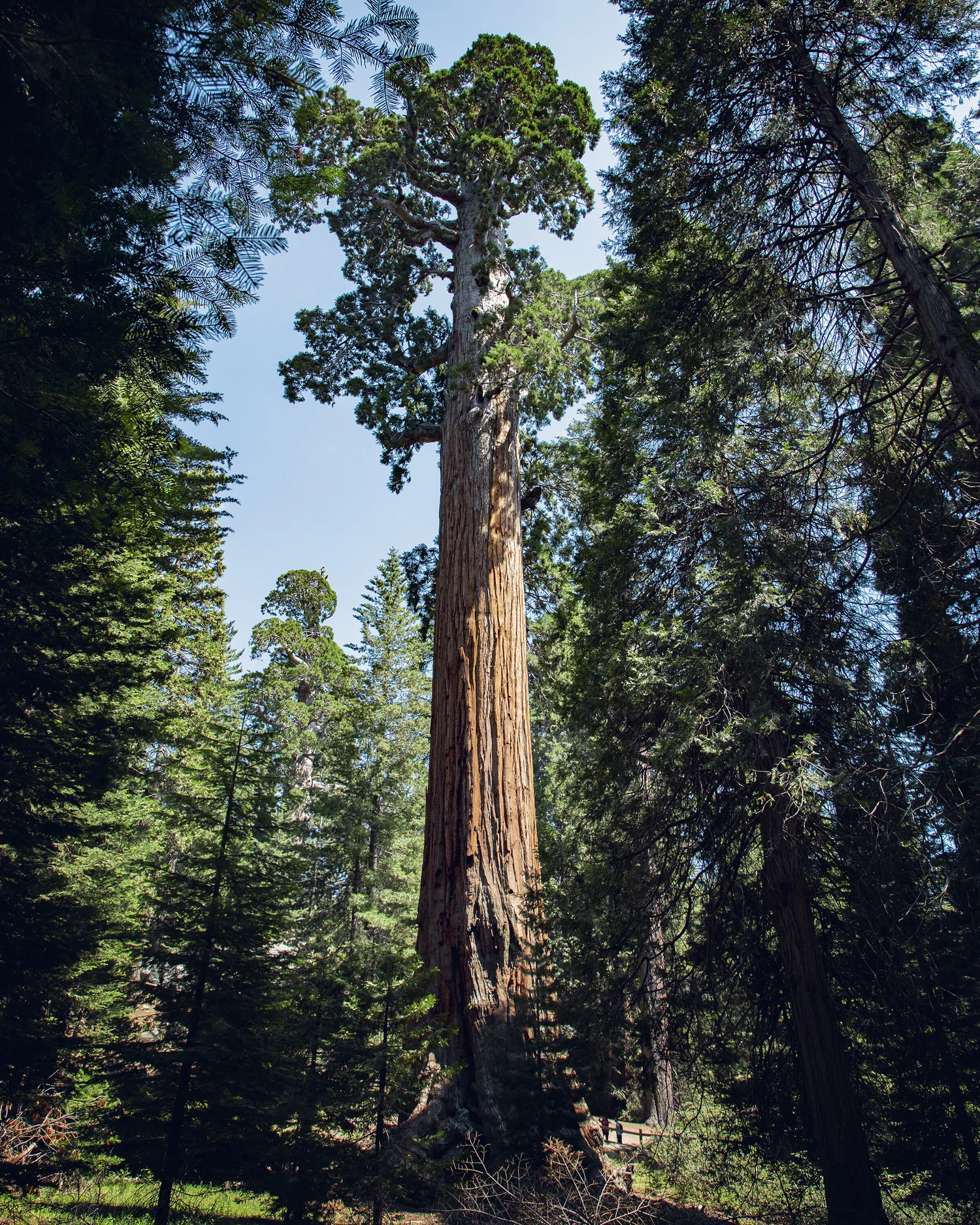 Grant Grove - Kings Canyon National Park — Flying Dawn Marie | Travel ...