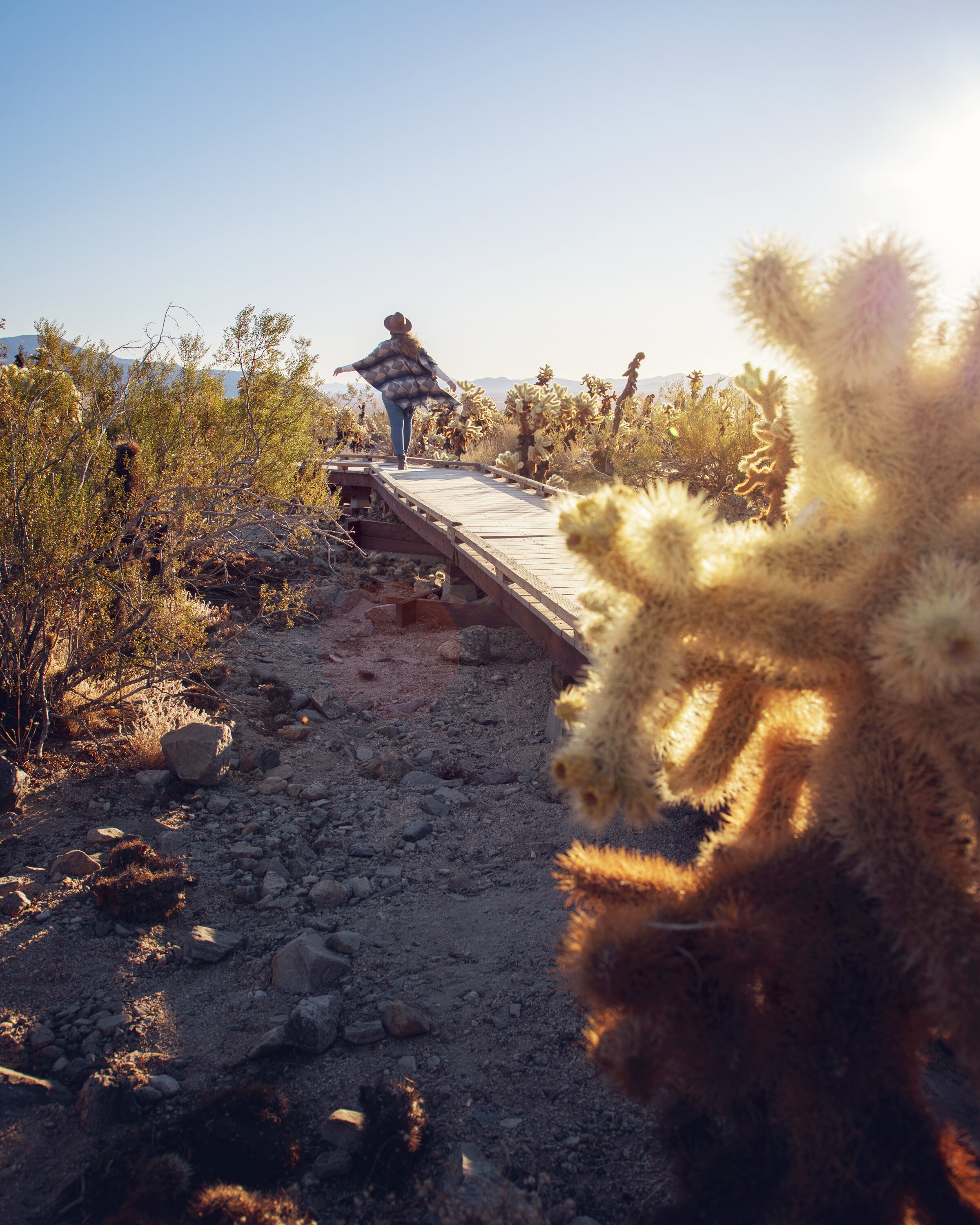 Cholla Cactus Garden (Joshua Tree National Park) — Flying Dawn Marie ...