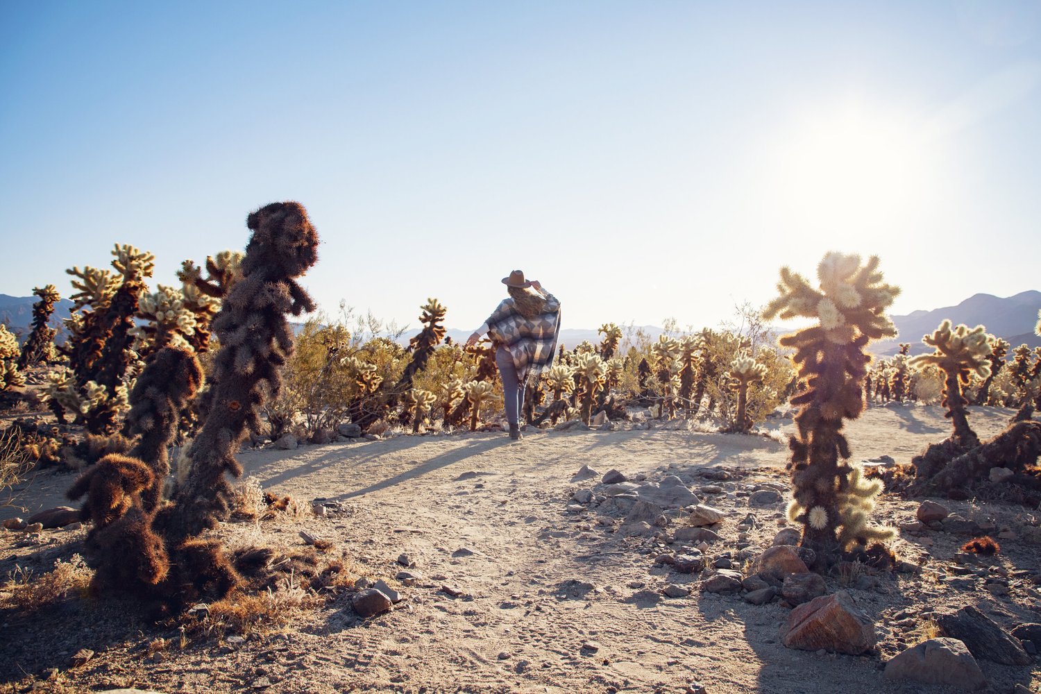 Cholla Cactus Garden (Joshua Tree National Park) — Flying Dawn Marie ...