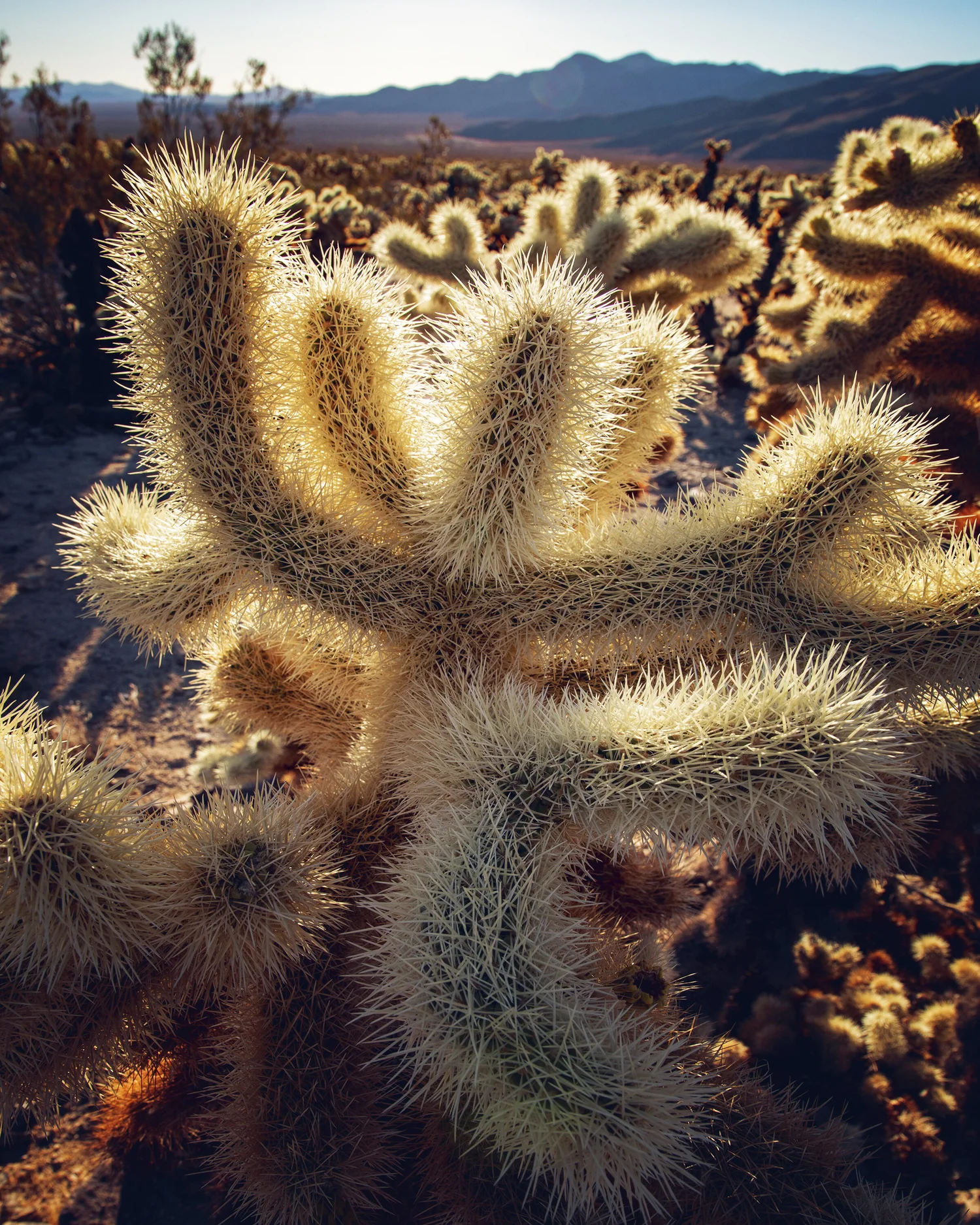 Cholla Cactus Garden (Joshua Tree National Park) — Flying Dawn Marie ...