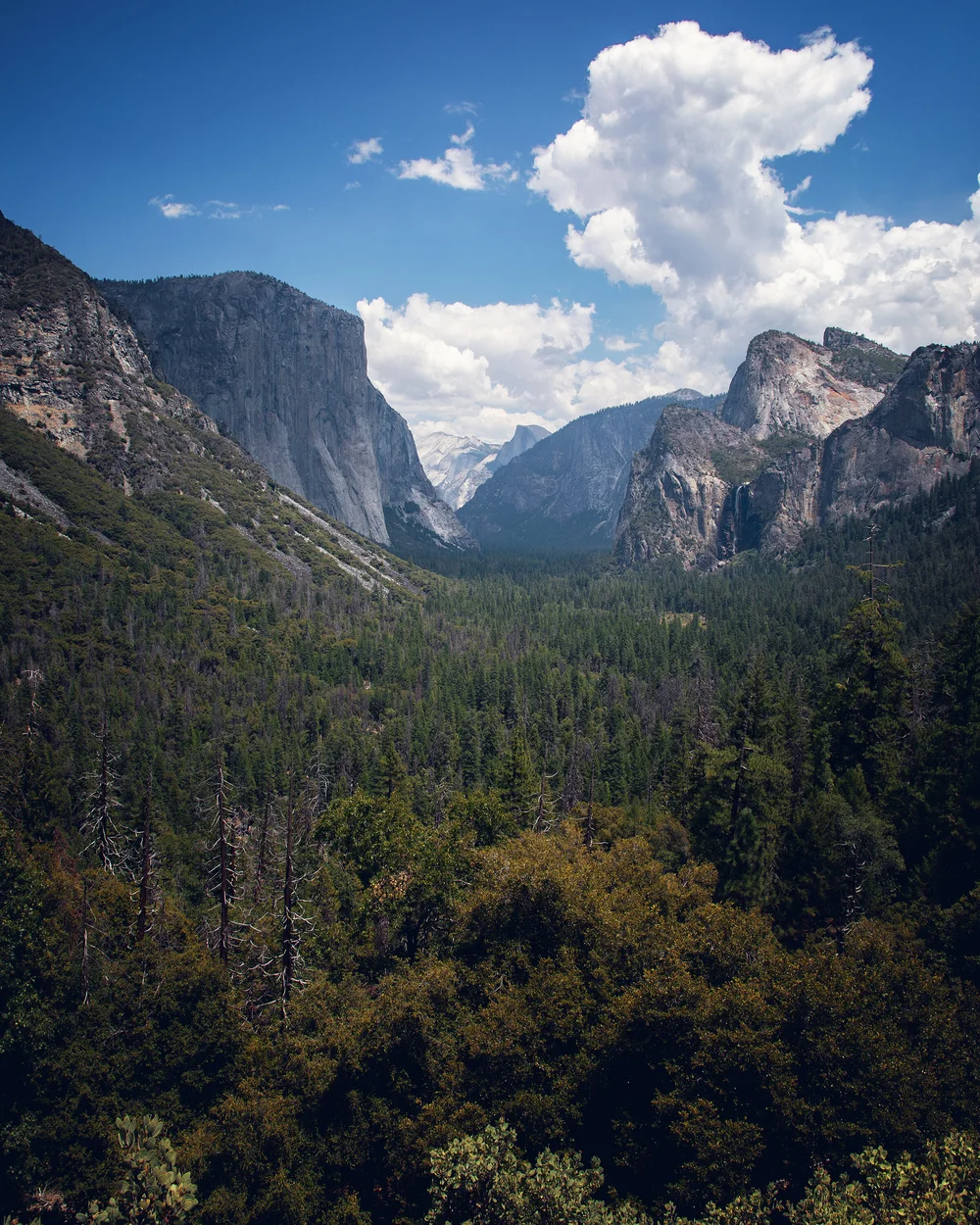 Are Dogs Allowed In Yosemite National Forest