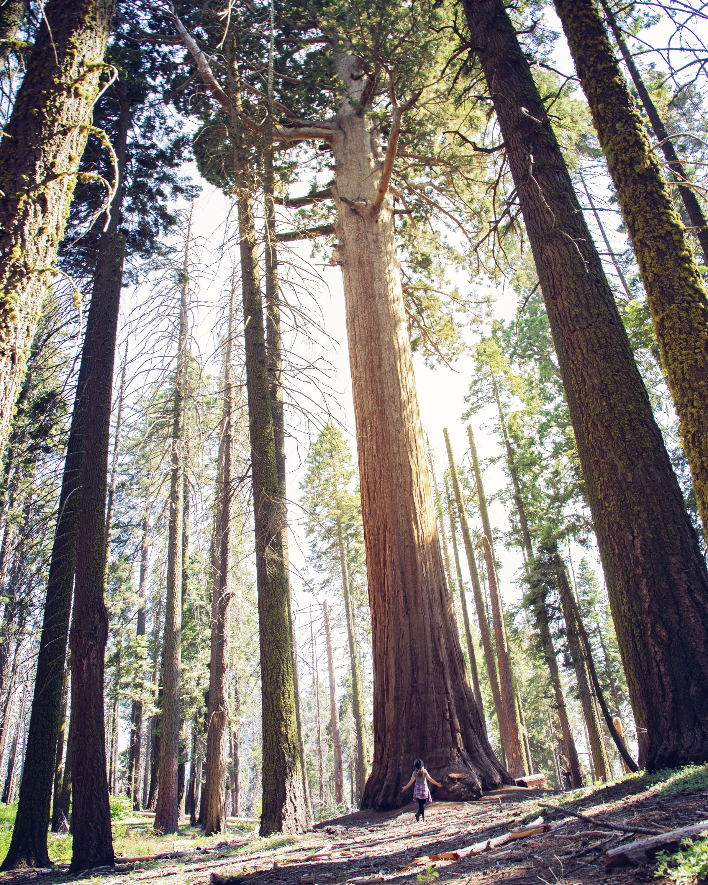 3 National Parks in 1 Day Itinerary (Yosemite - Kings Canyon - Sequoia ...