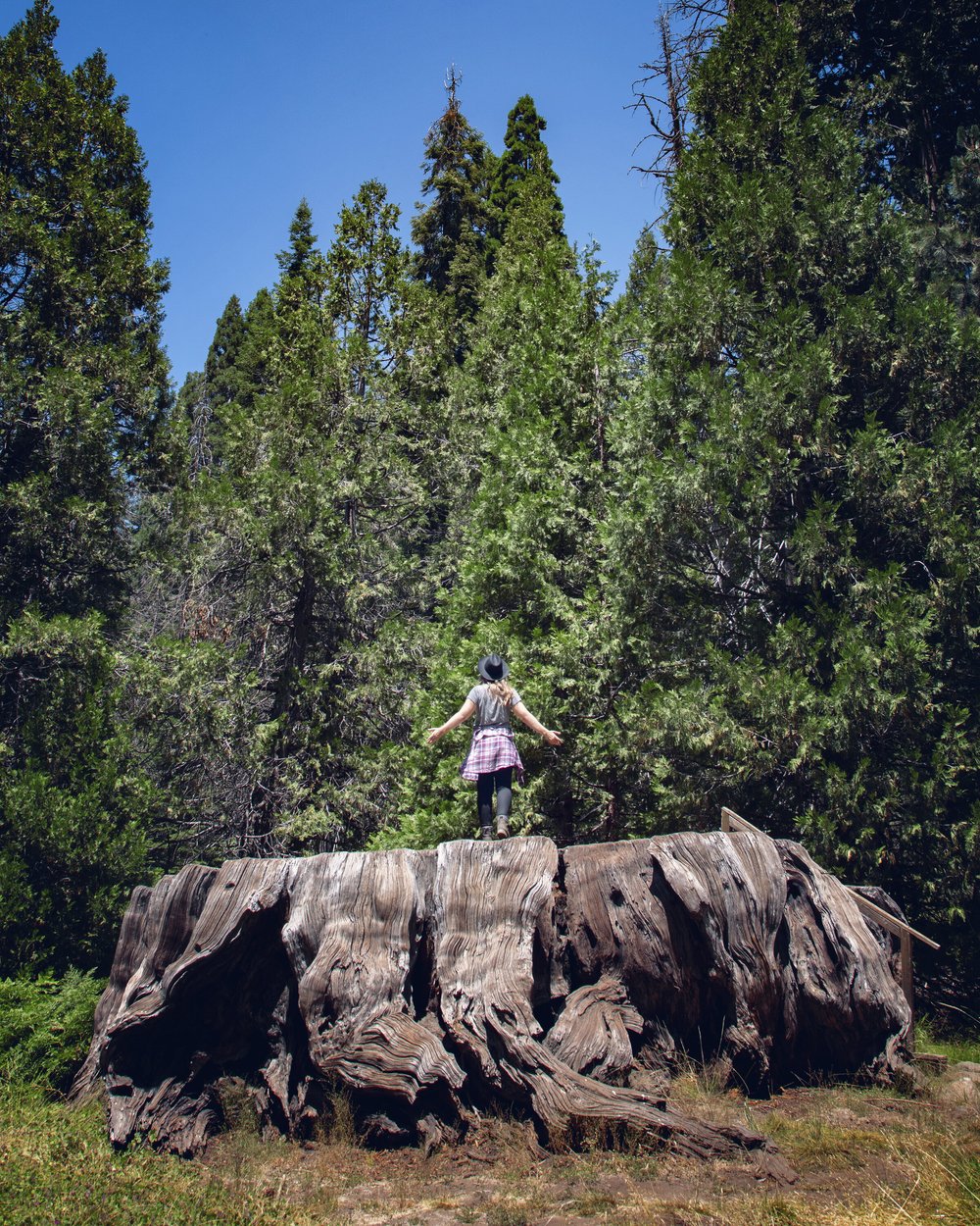 Big Stump Trail - Kings Canyon National Park — Flying Dawn Marie ...