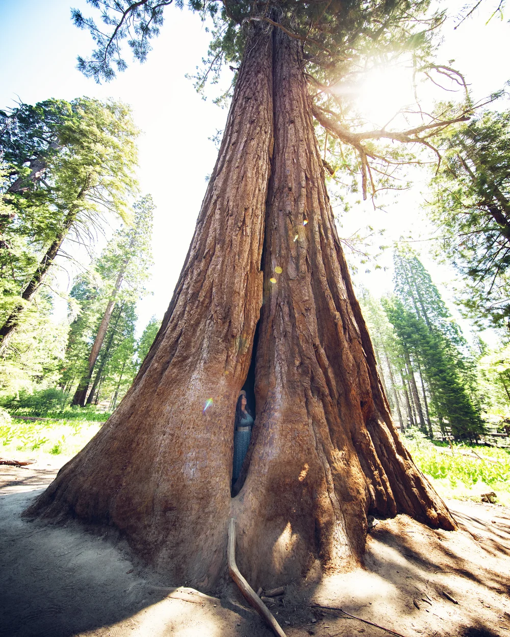 Are Dogs Allowed In Giant Sequoia National Monument