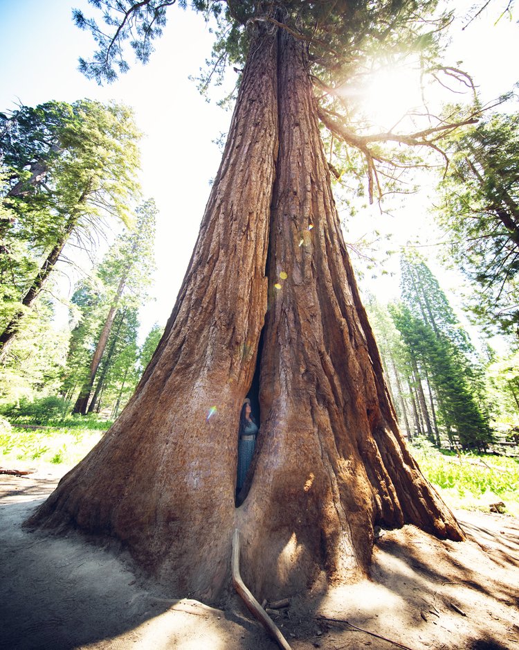 Trail of 100 Giants - Sequoia National Forest — Flying Dawn Marie ...